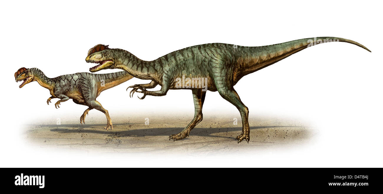 Dilophosaurus wetherilli, a prehistoric era dinosaur from the Early ...