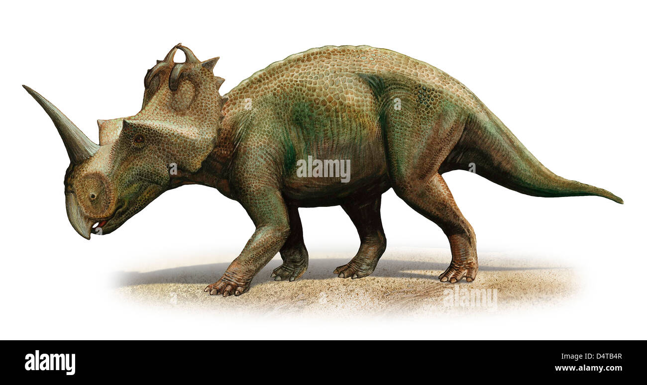 Centrosaurus apertus, a prehistoric era dinosaur from the Late ...