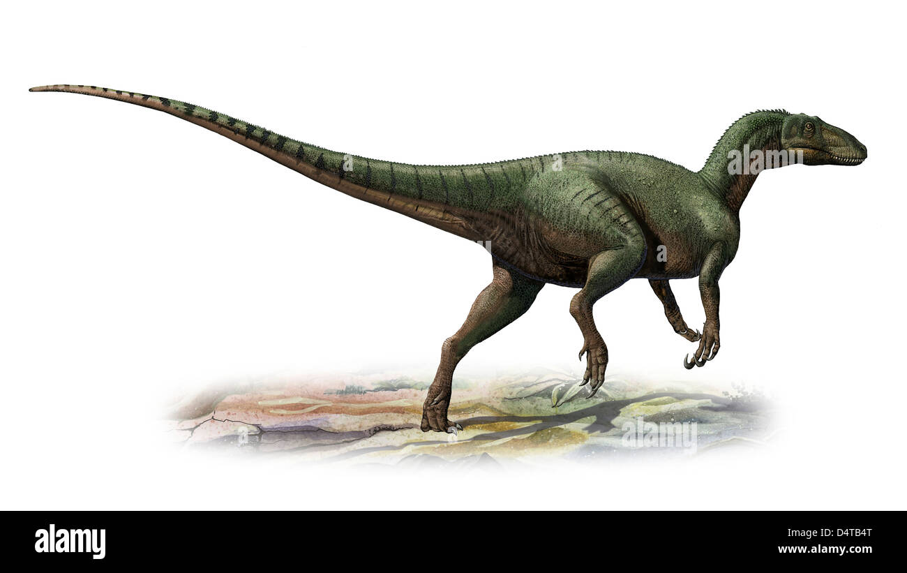 Australovenator Skeleton