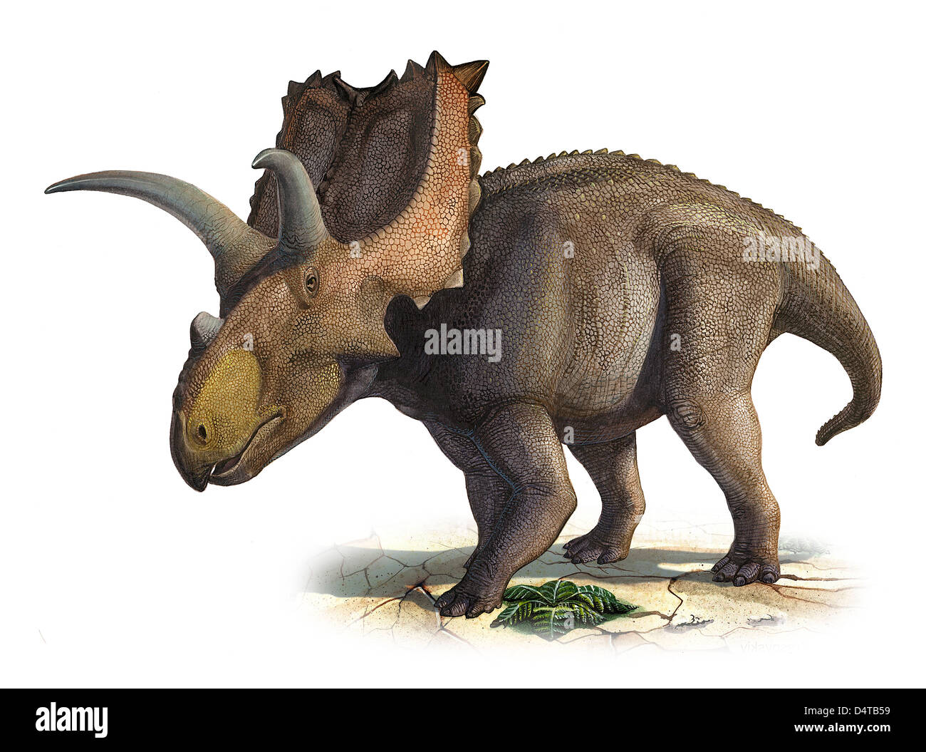 Coahuilaceratops magnacuerna, a prehistoric era dinosaur from the Late ...