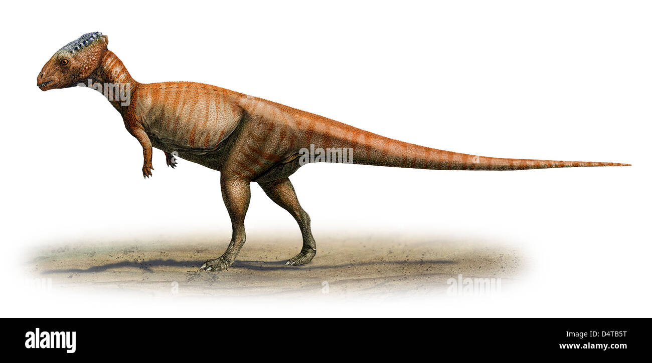 Homalocephale calathocercos, a prehistoric era dinosaur from the Late ...
