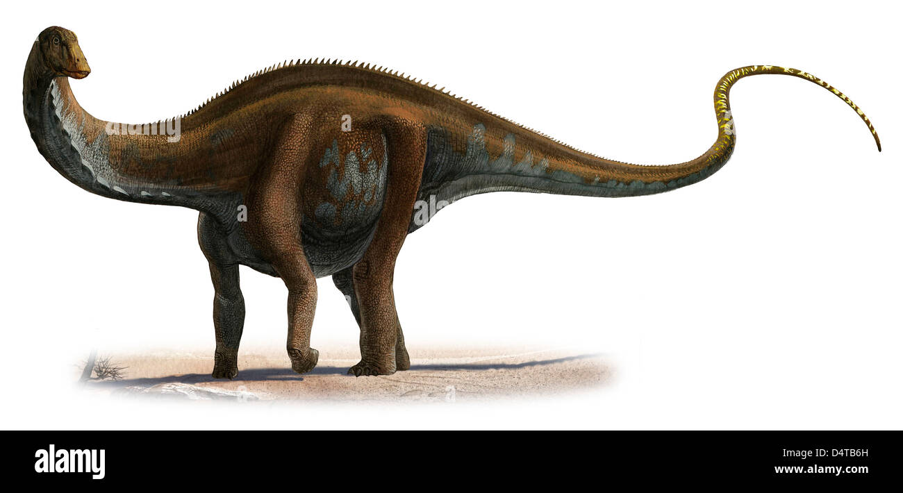 Apatosaurus excelsus, a prehistoric era dinosaur from the Jurassic ...