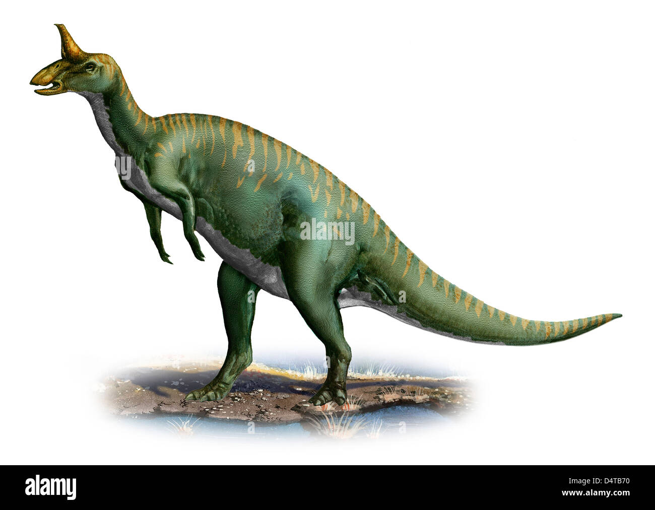Tsintaosaurus spinorhinus hi-res stock photography and images - Alamy