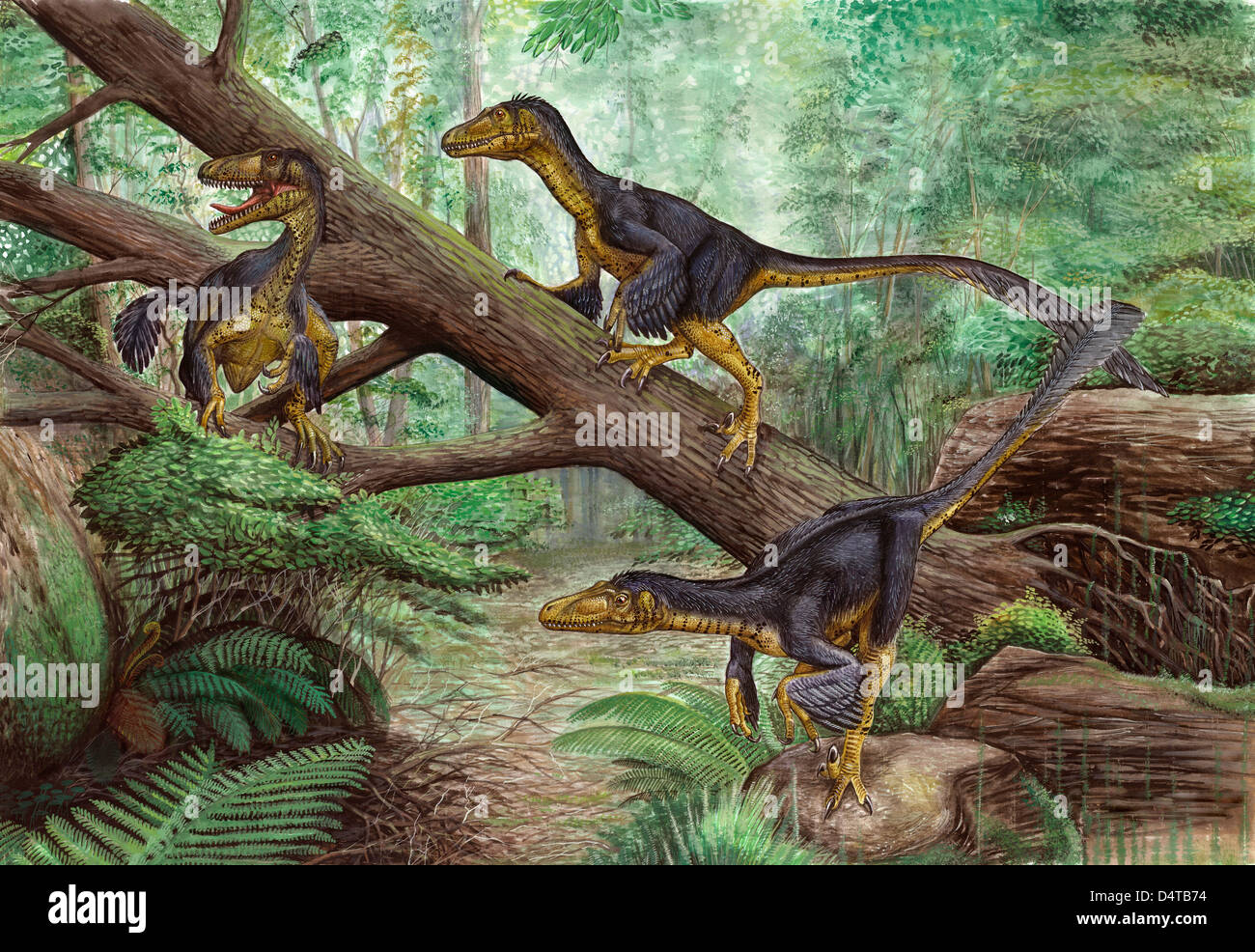 Balaur bondoc hi-res stock photography and images - Alamy