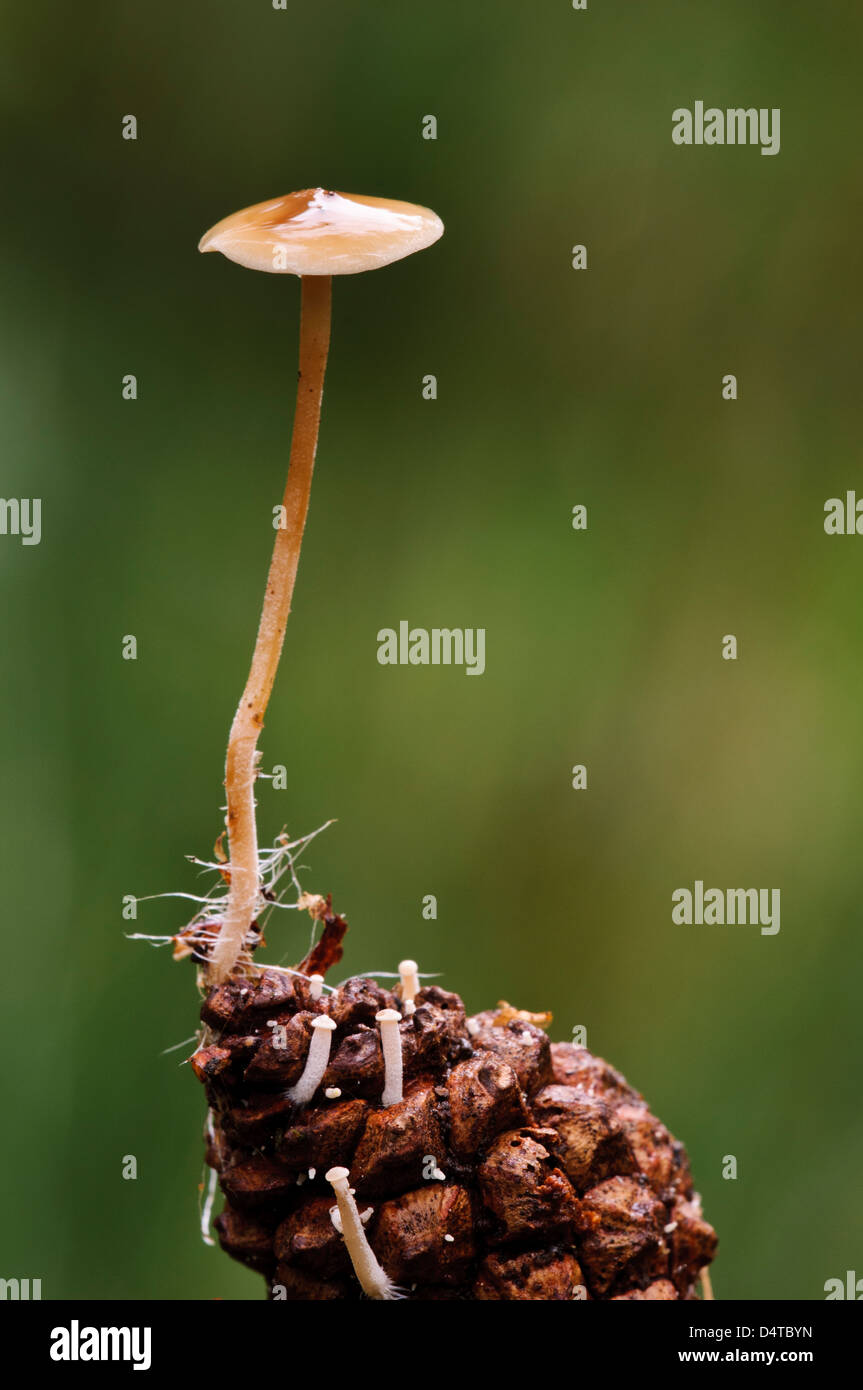 A conifercone cap fungus (Baeospora myosura) growing from the tip of a ...