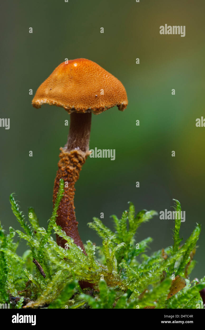An earthy powdercap (Cystoderma amianthinum) growing amid fronds of ...