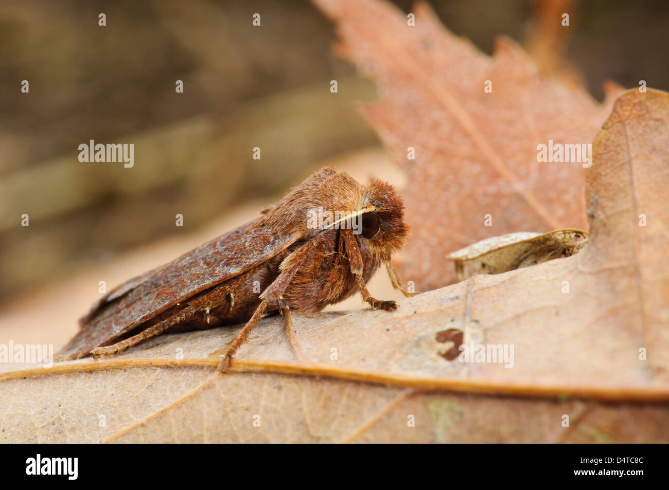 Cousin german moth hi-res stock photography and images - Alamy