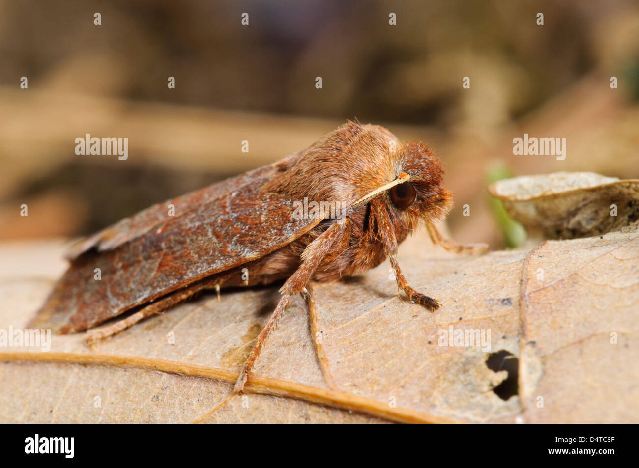 Cousin german moth hi-res stock photography and images - Alamy