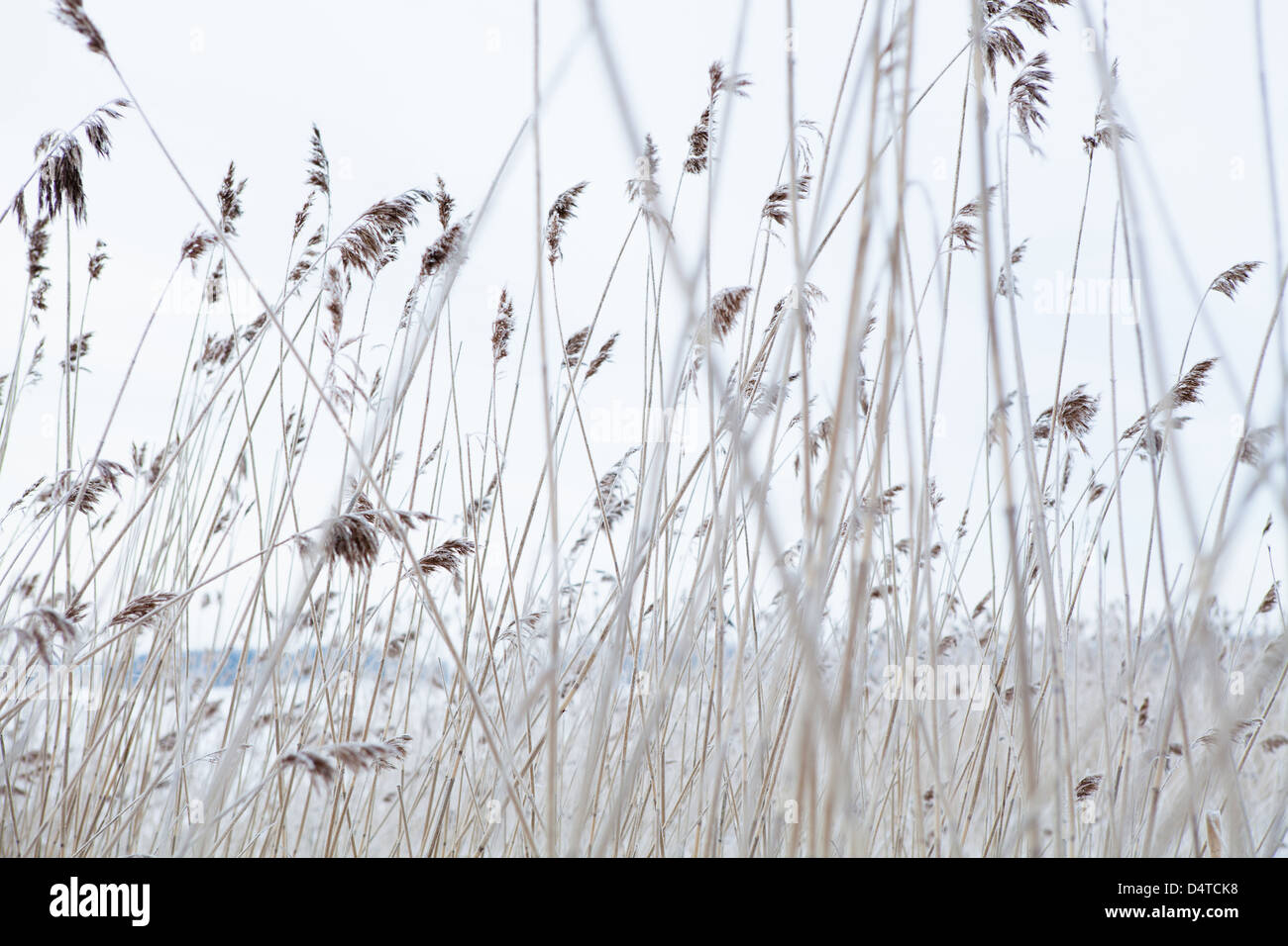 Long reeds on the shoreline during winter in Finland Scandinavia on ...