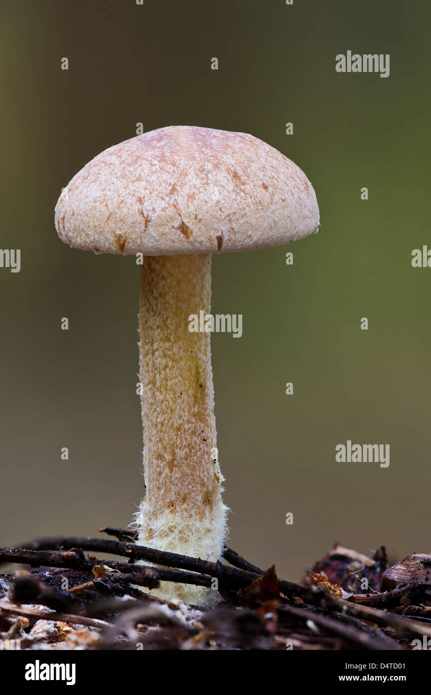 A wood woolly-foot (Collybia peronata) showing the hairy base to the ...