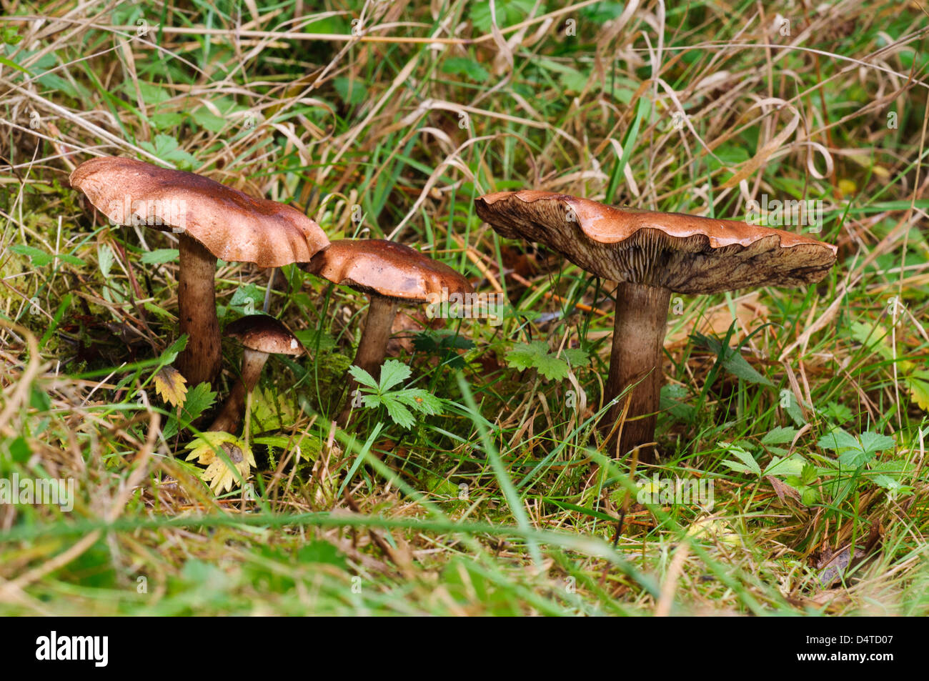 A small troop of birch knight fungi (Tricholoma fulvum) growing in ...