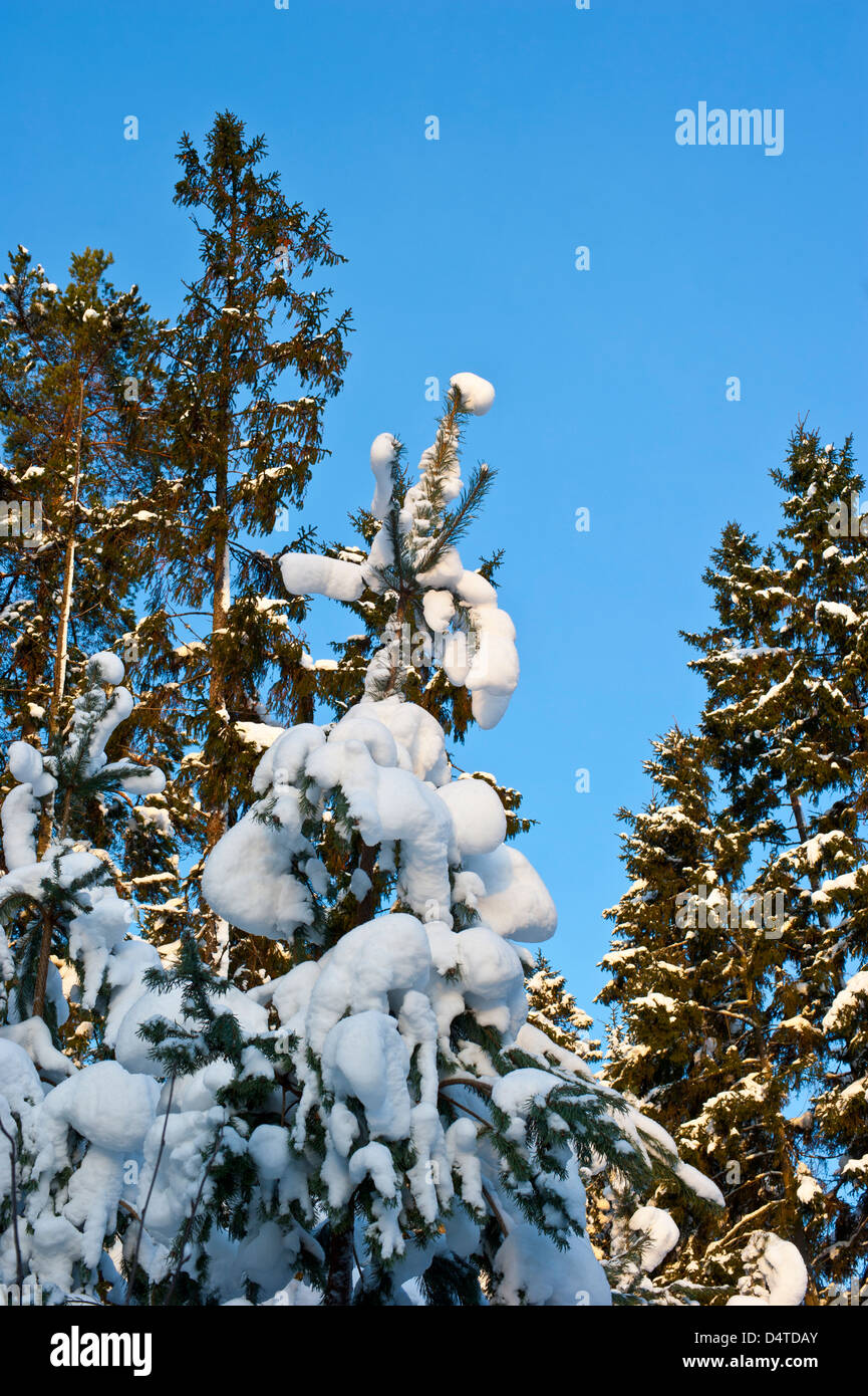 Tree top cover hi-res stock photography and images - Alamy