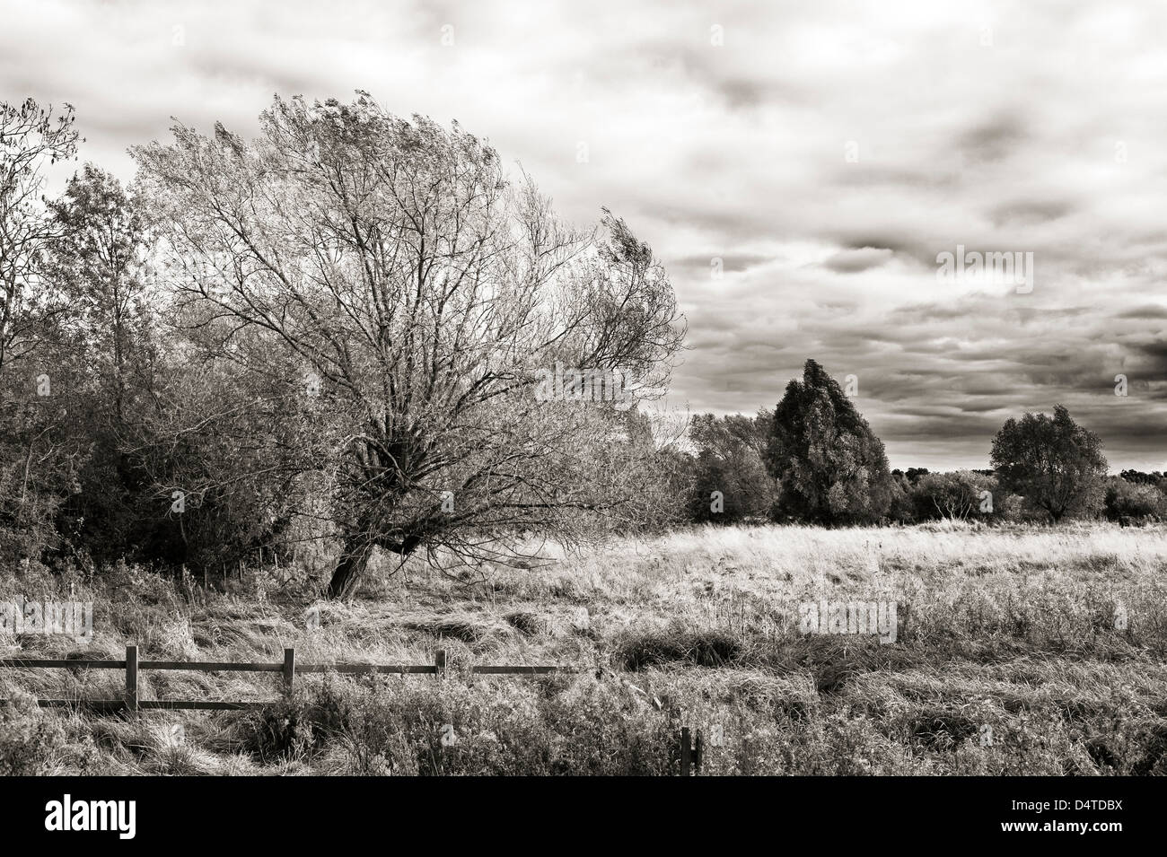 Characteristic tree with a small fence in a typical English landscape ...