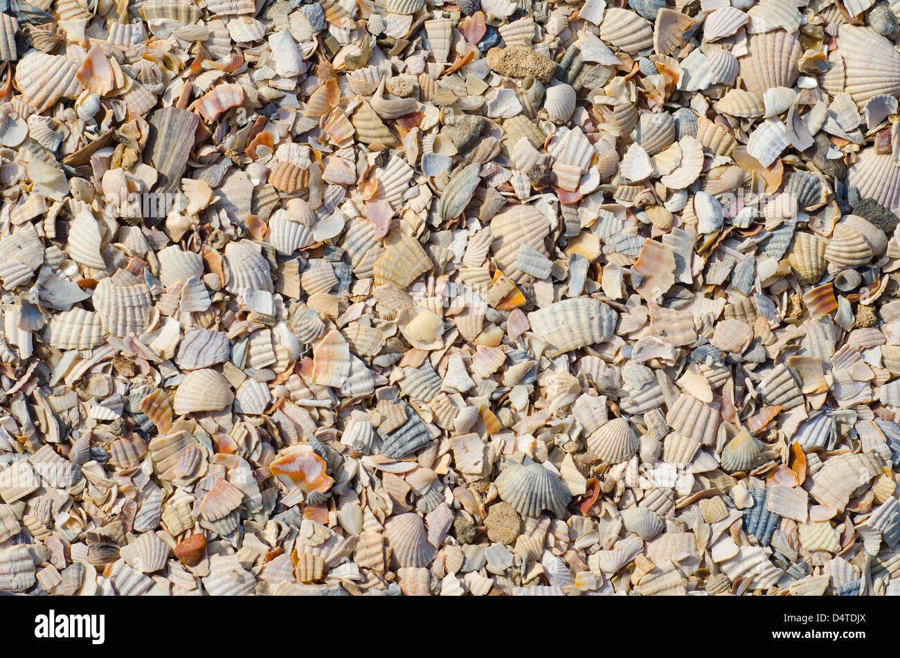 pieses of sea shells background Stock Photo - Alamy