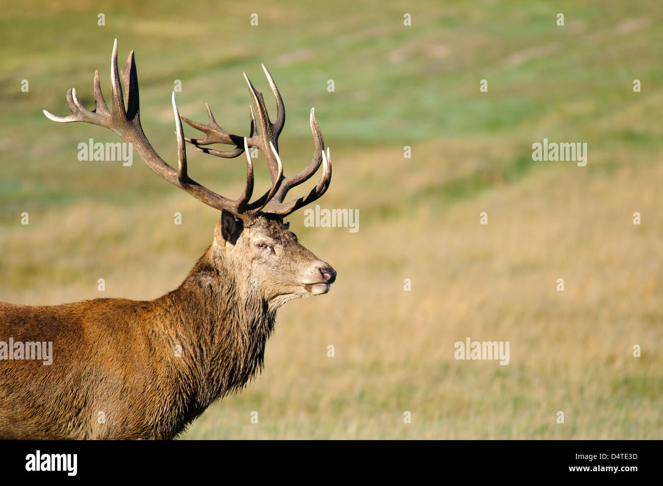 Deer head shot hi-res stock photography and images - Alamy