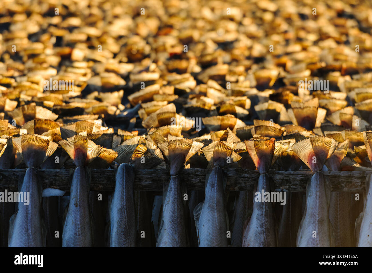 Fish drying in racks, Hamnoya, Lofoten, Nordland, Norway, Europe Stock ...
