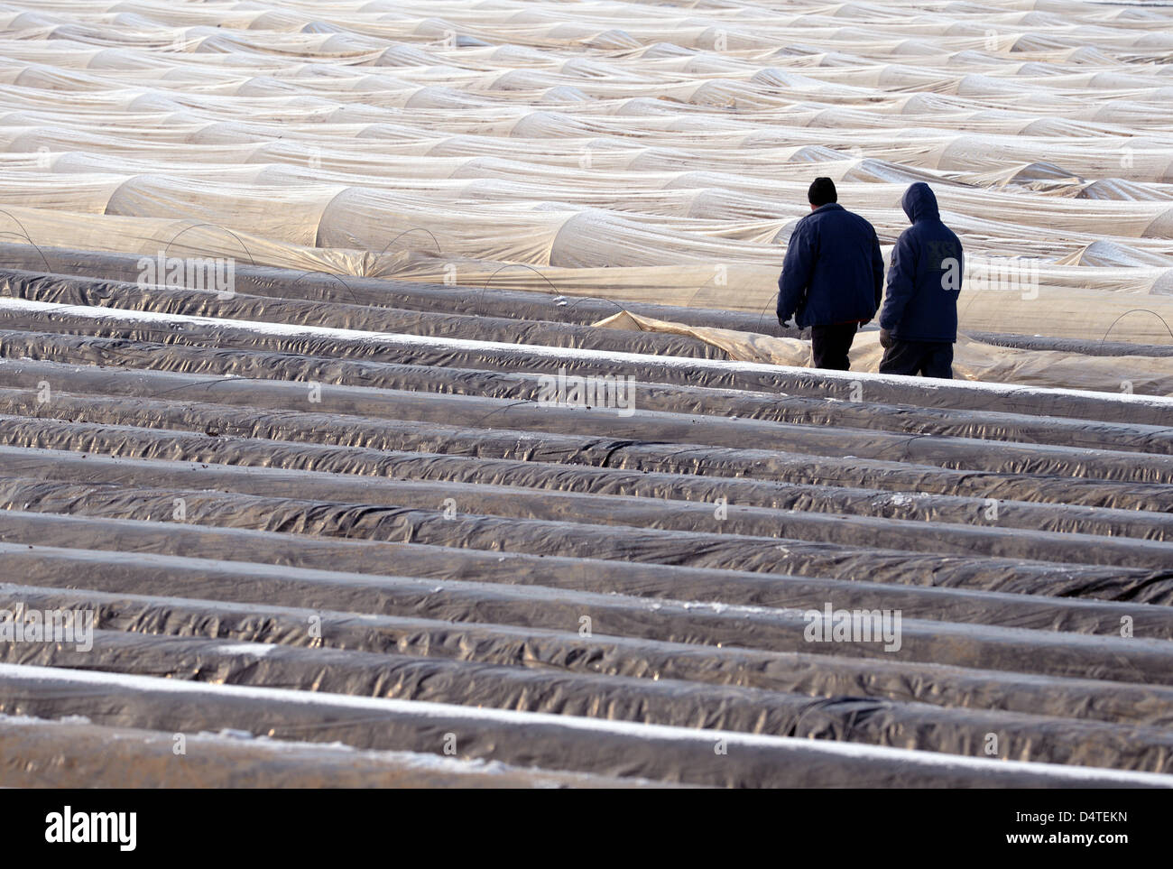 Workers cover growing asparagus with sheets of plastic tarps as a ...