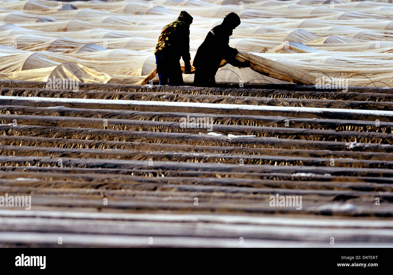 Workers cover growing asparagus with sheets of plastic tarps as a ...