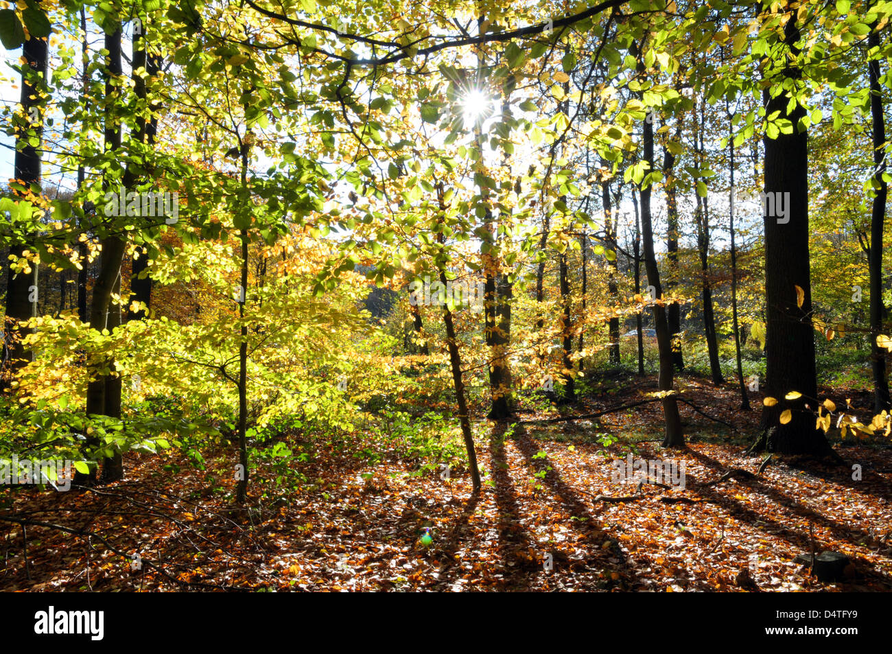 Trees with autumnly coloured foliage stand in a wood near Duesseldorf ...