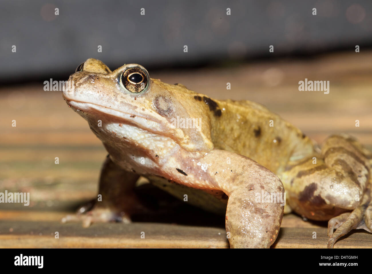 Ugly frog hi-res stock photography and images - Alamy