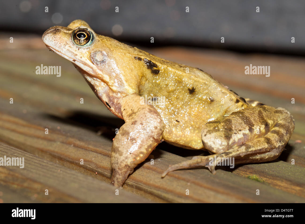 Ugly frog hi-res stock photography and images - Alamy