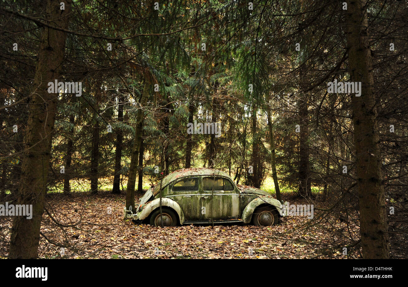 A tree grows through the bumper of a VW Beetle near Fuldatal, Germany ...