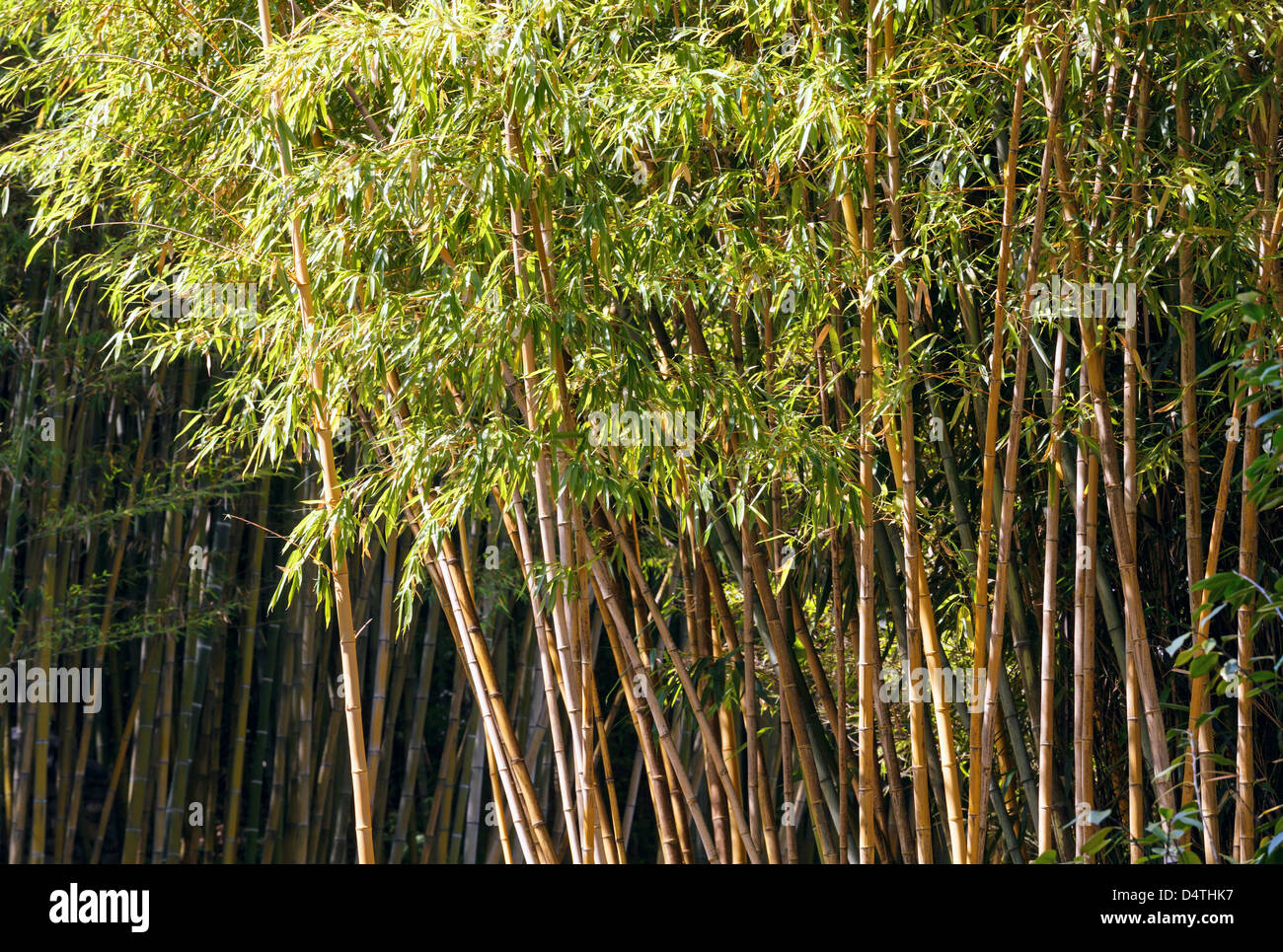 Tree plant botany bamboo hi-res stock photography and images - Alamy