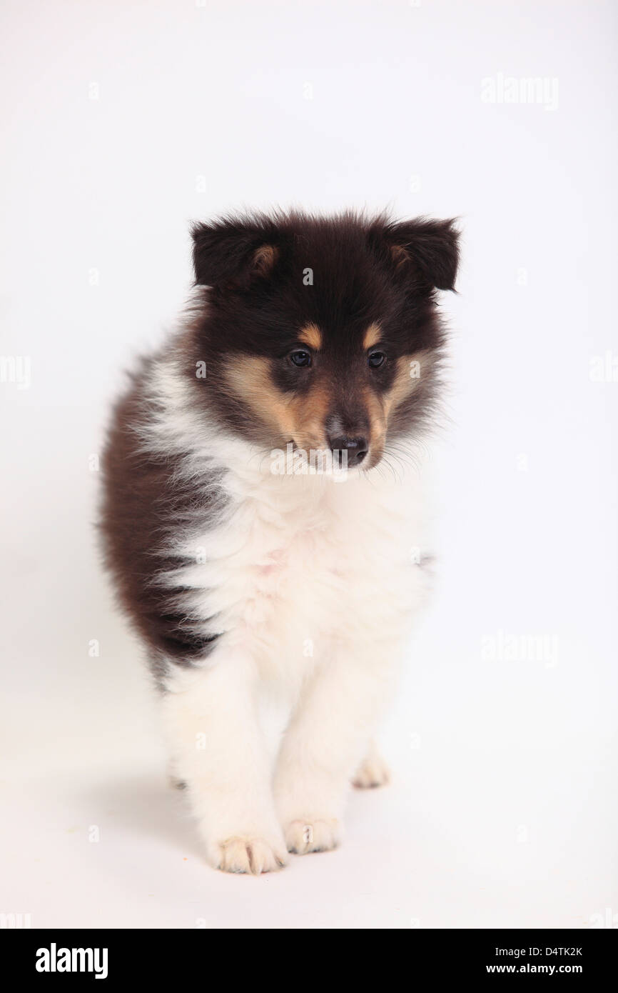 Collie schaferhund hi-res stock photography and images - Alamy