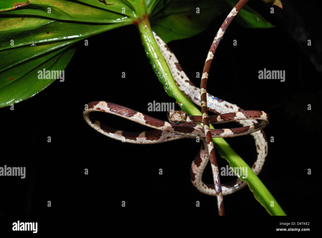 Blunt-headed tree snake (Imantodes cenchoa), Manu Learning Centre, Peru ...