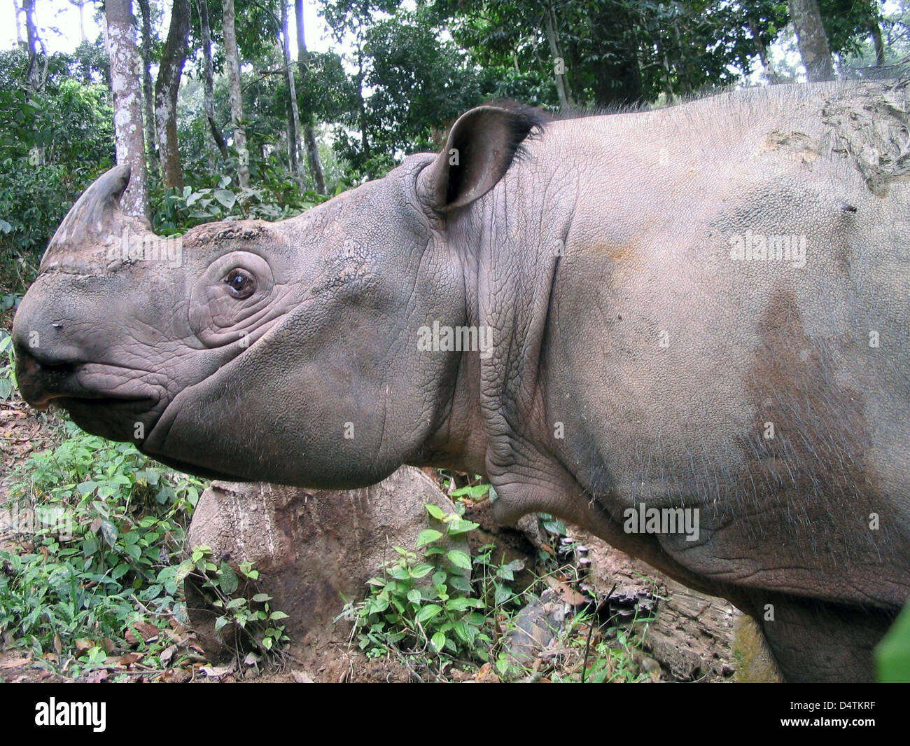 Sumatran rhinoceros hi-res stock photography and images - Alamy
