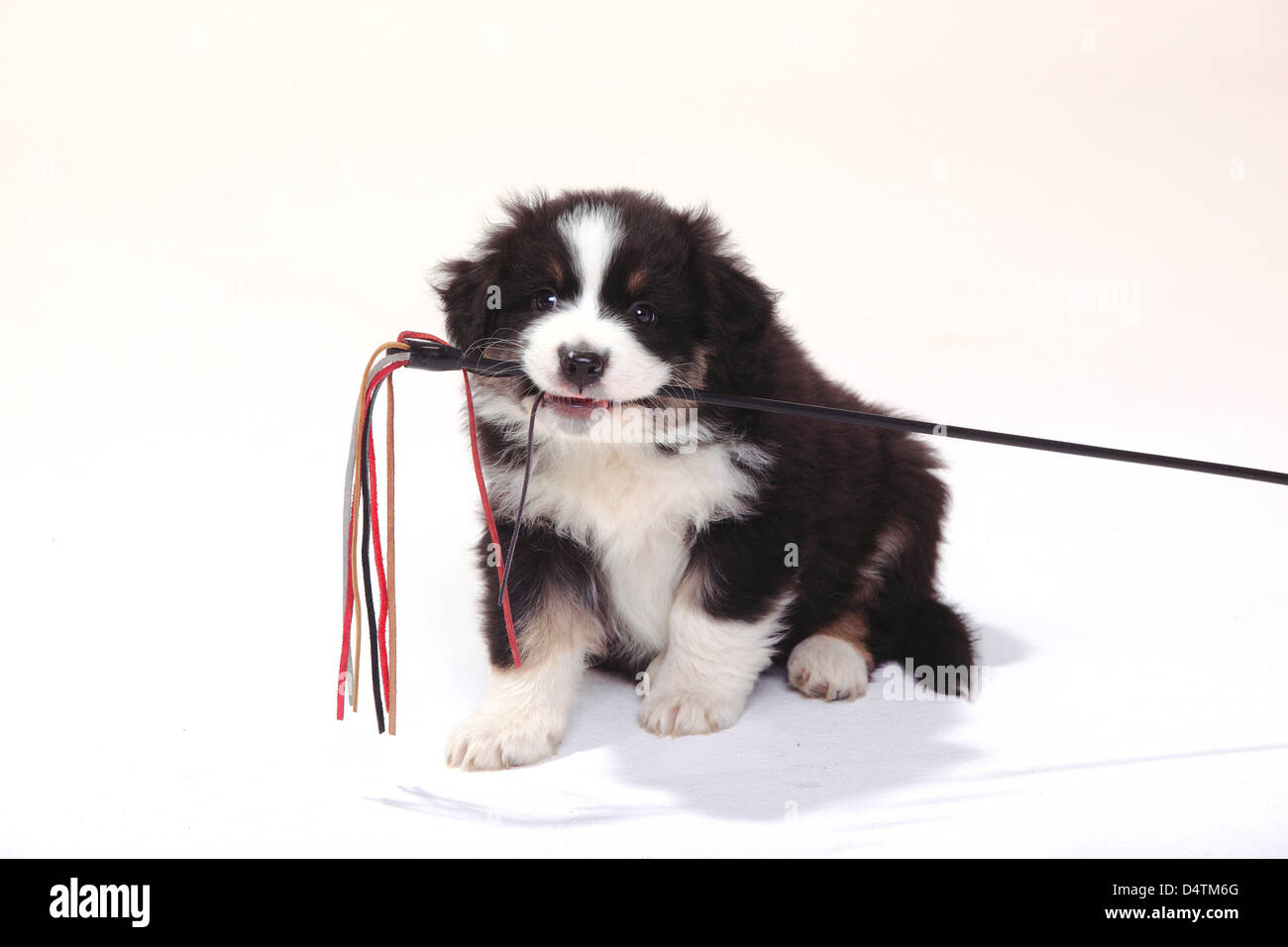 Australian Shepherd, puppy, black-tri, 6 weeks / toy |Australian ...