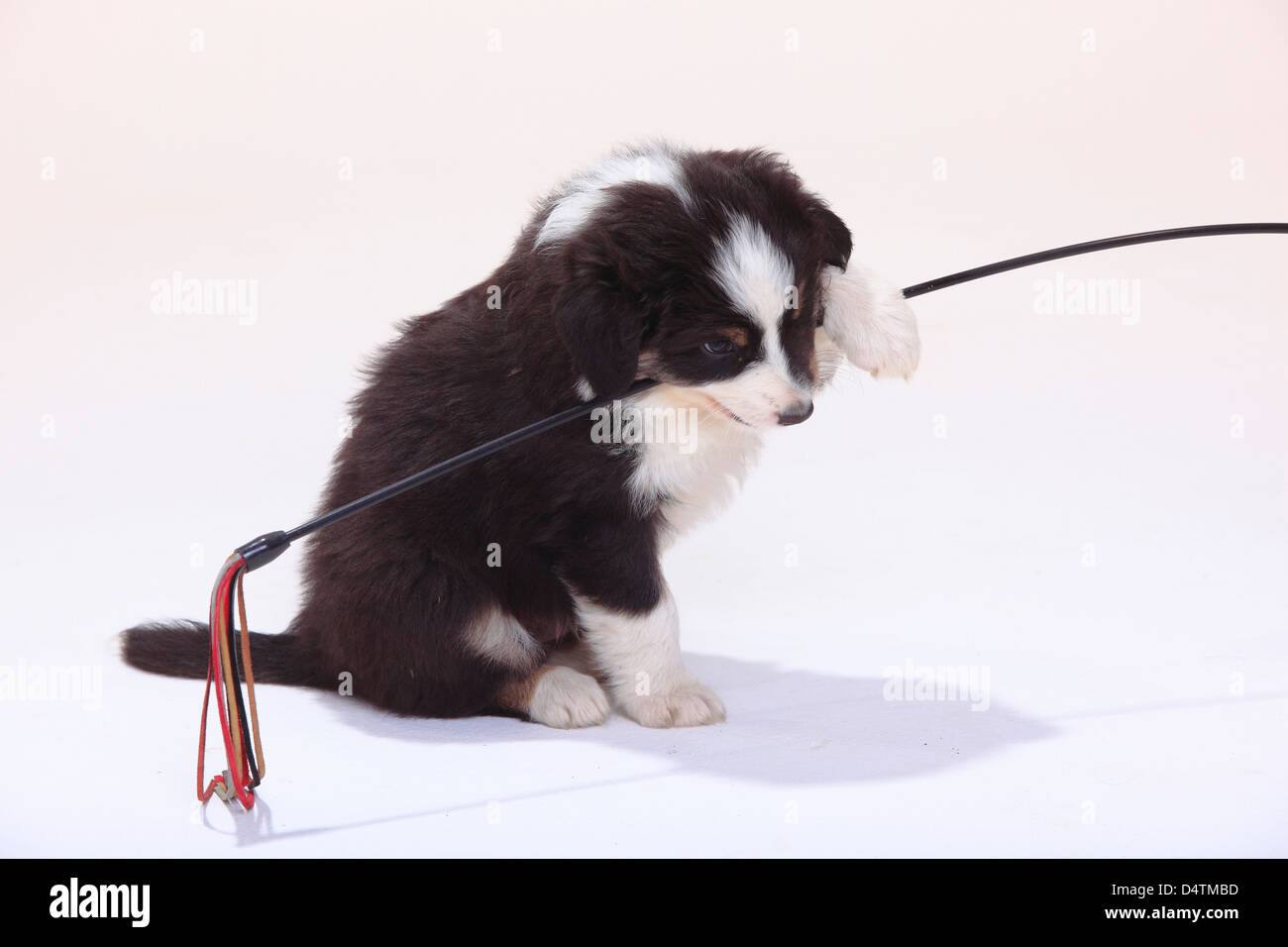 Australian Shepherd, puppy, black-tri, 6 weeks / toy |Australian ...