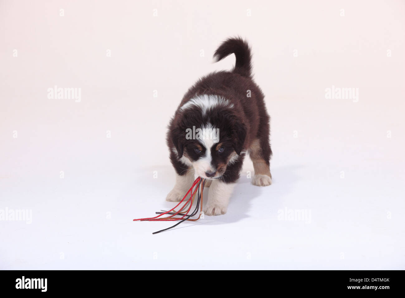 Australian Shepherd, puppy, black-tri, 6 weeks / toy |Australian ...
