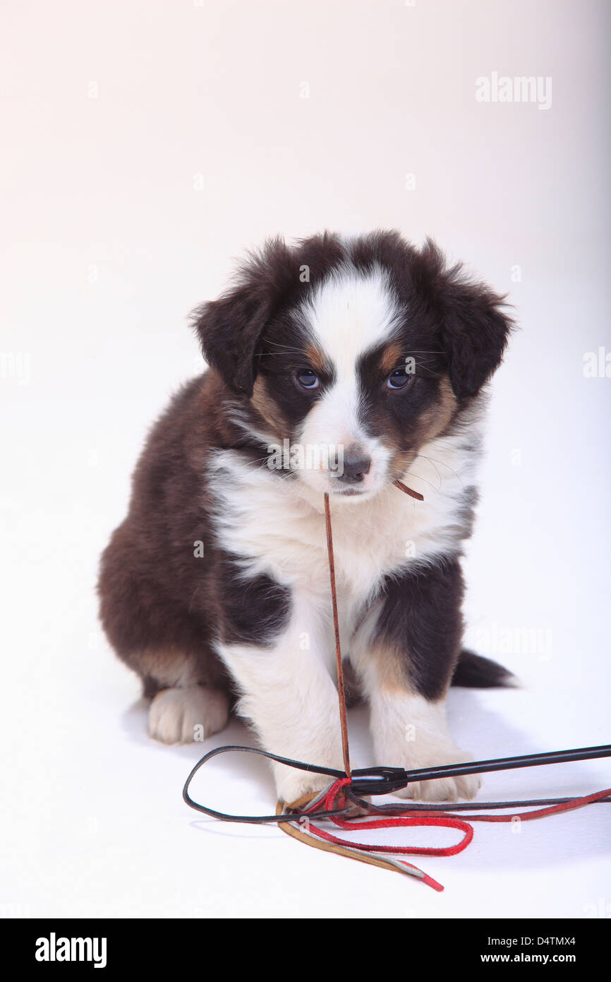 Australian Shepherd, puppy, black-tri, 6 weeks / toy |Australian ...