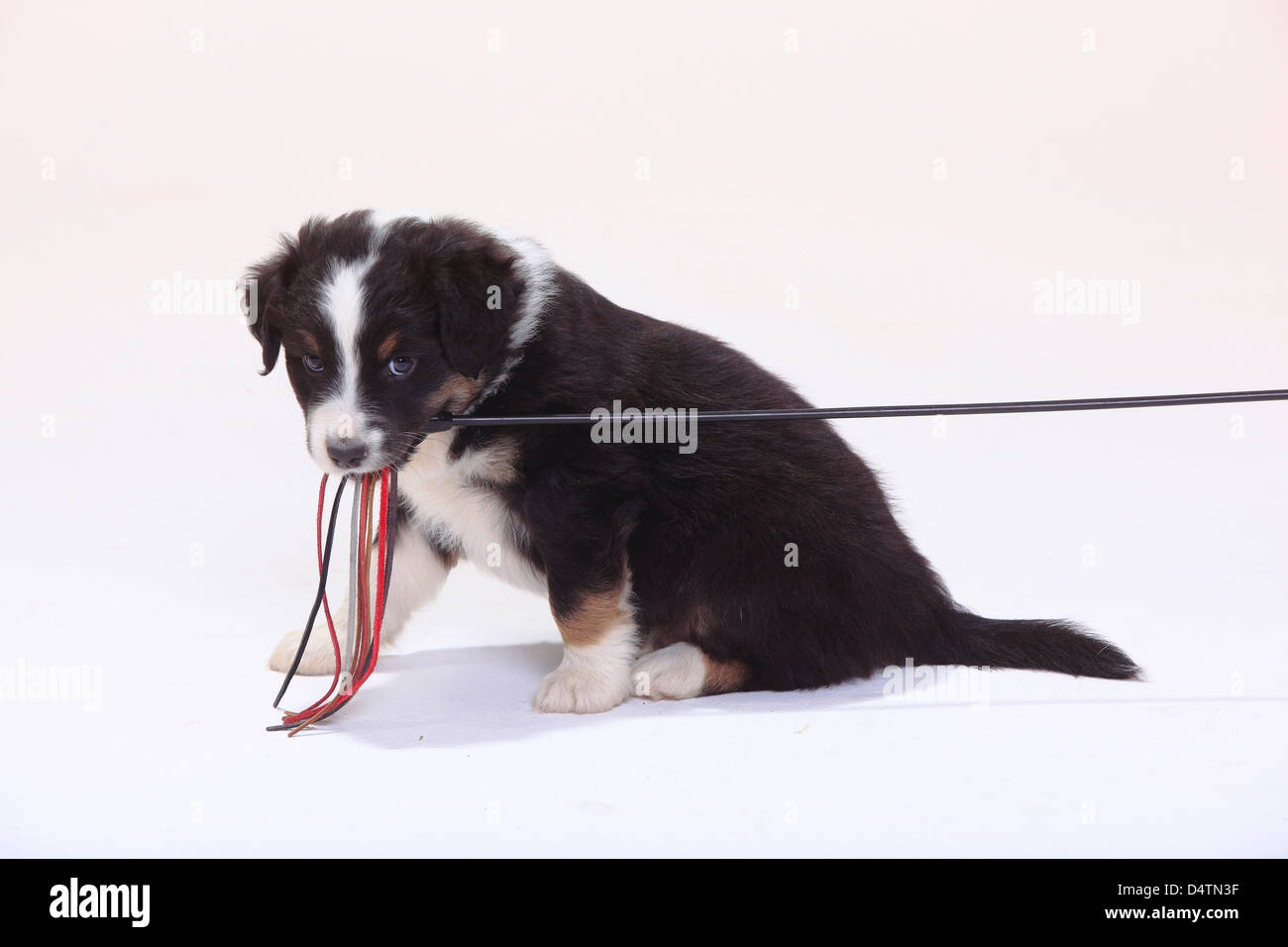 Australian Shepherd, puppy, black-tri, 6 weeks / toy |Australian ...