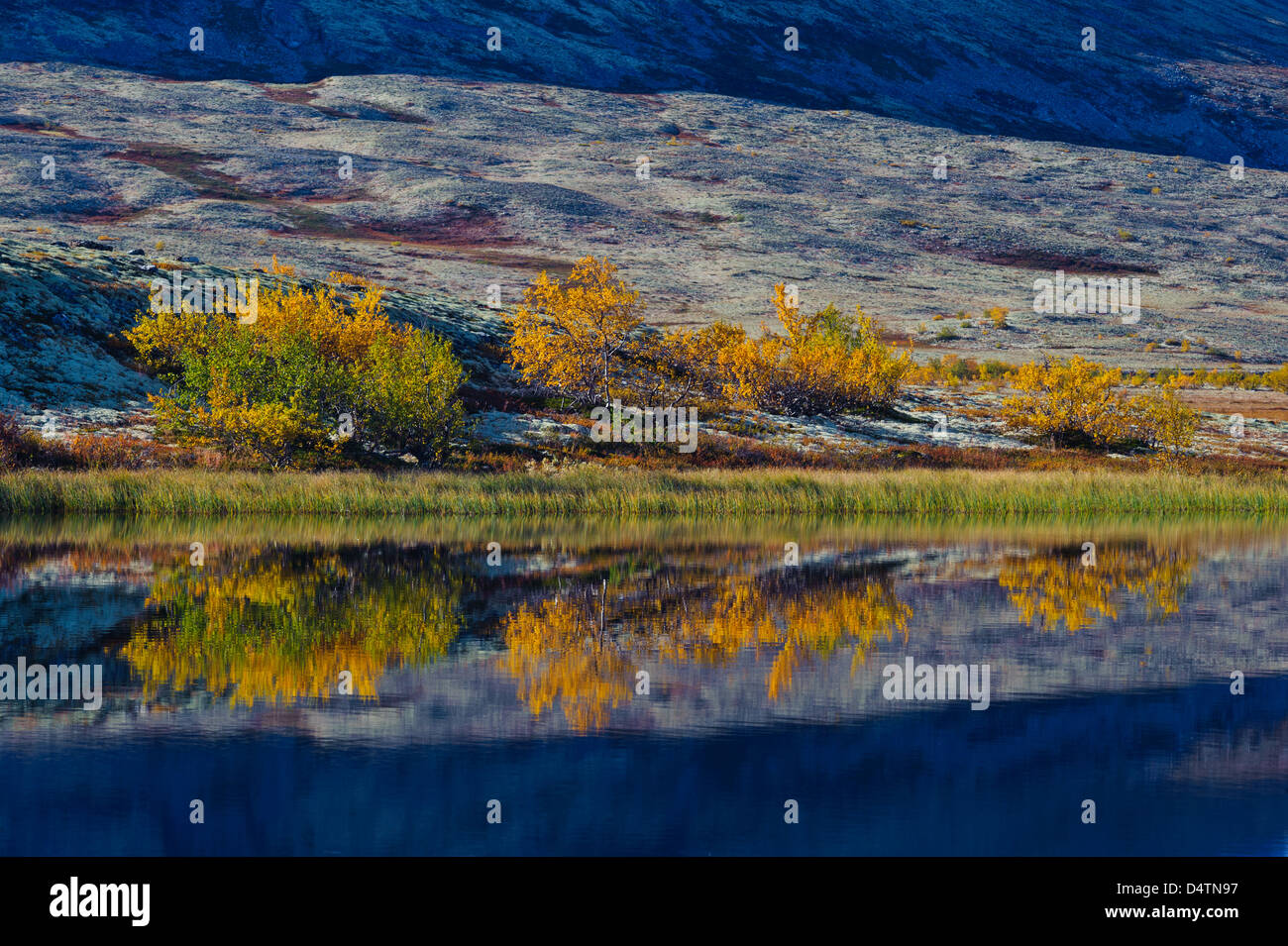 Plants reflected in lake, Rondane National park, Norway, Europe Stock ...