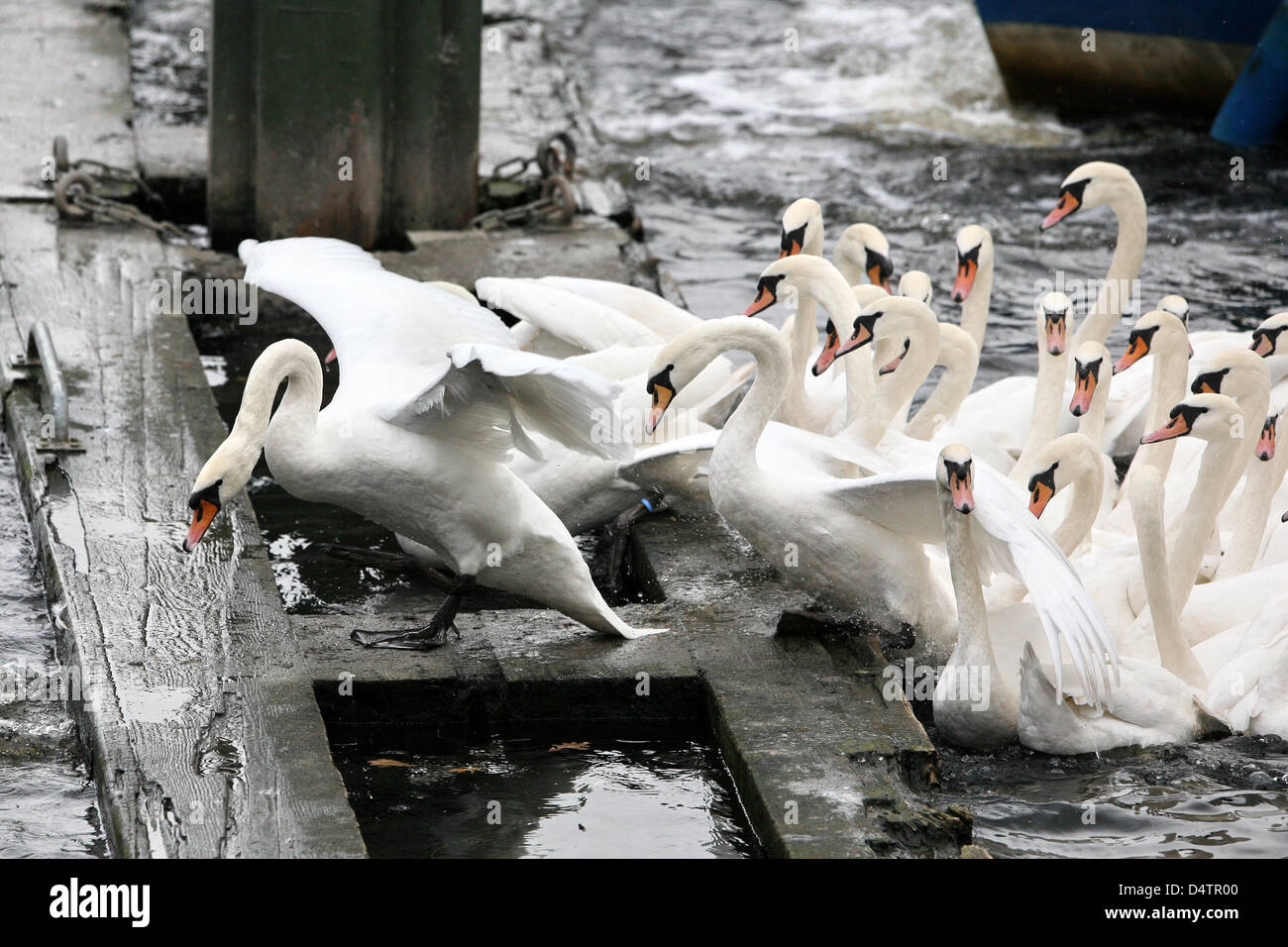 Swans on the Alster river in Hamburg, Germany, 23 November 2009. The ...