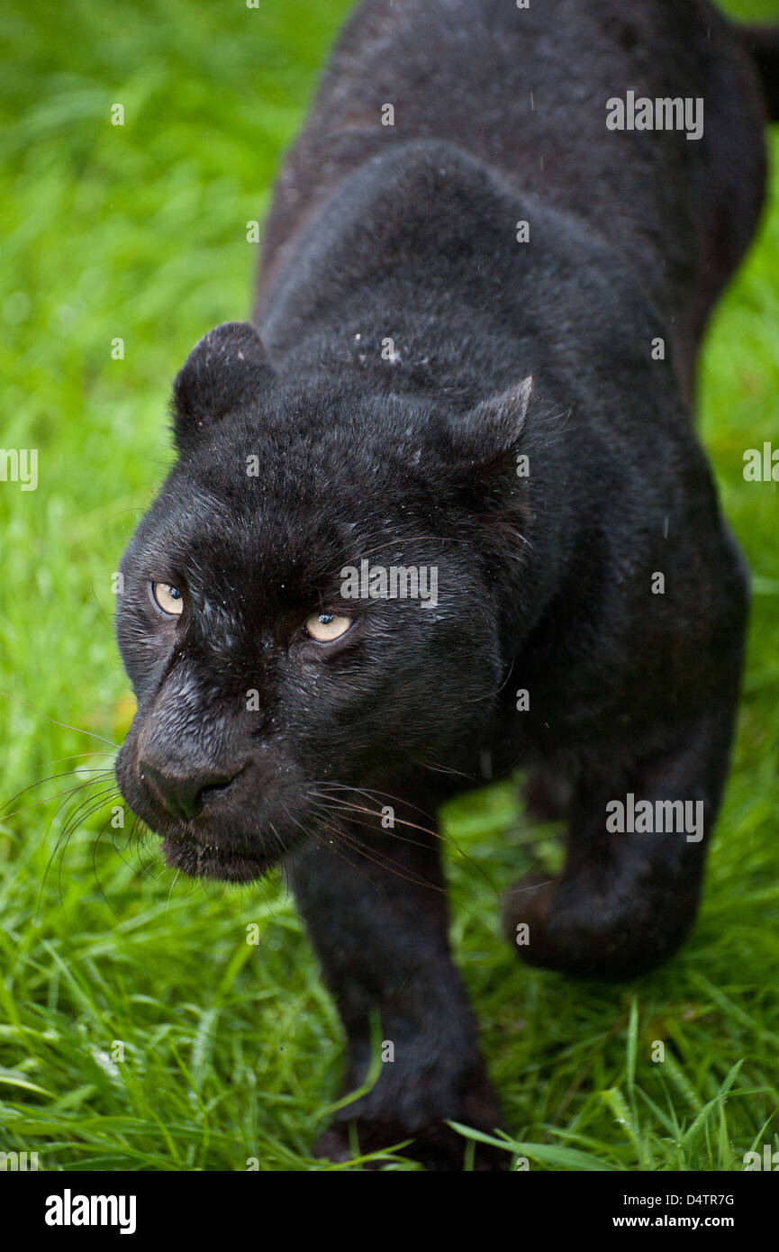 Black leopard Panthera Pardus prowling through long grass Stock Photo ...