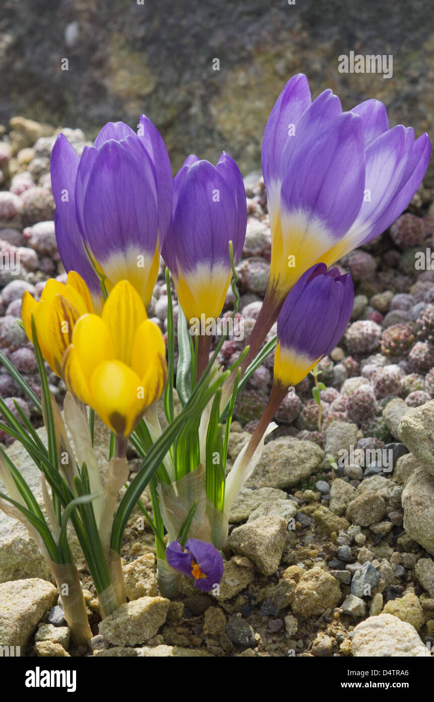 Crocus Sieberi Sublimis Tricolor Stock Photo - Alamy