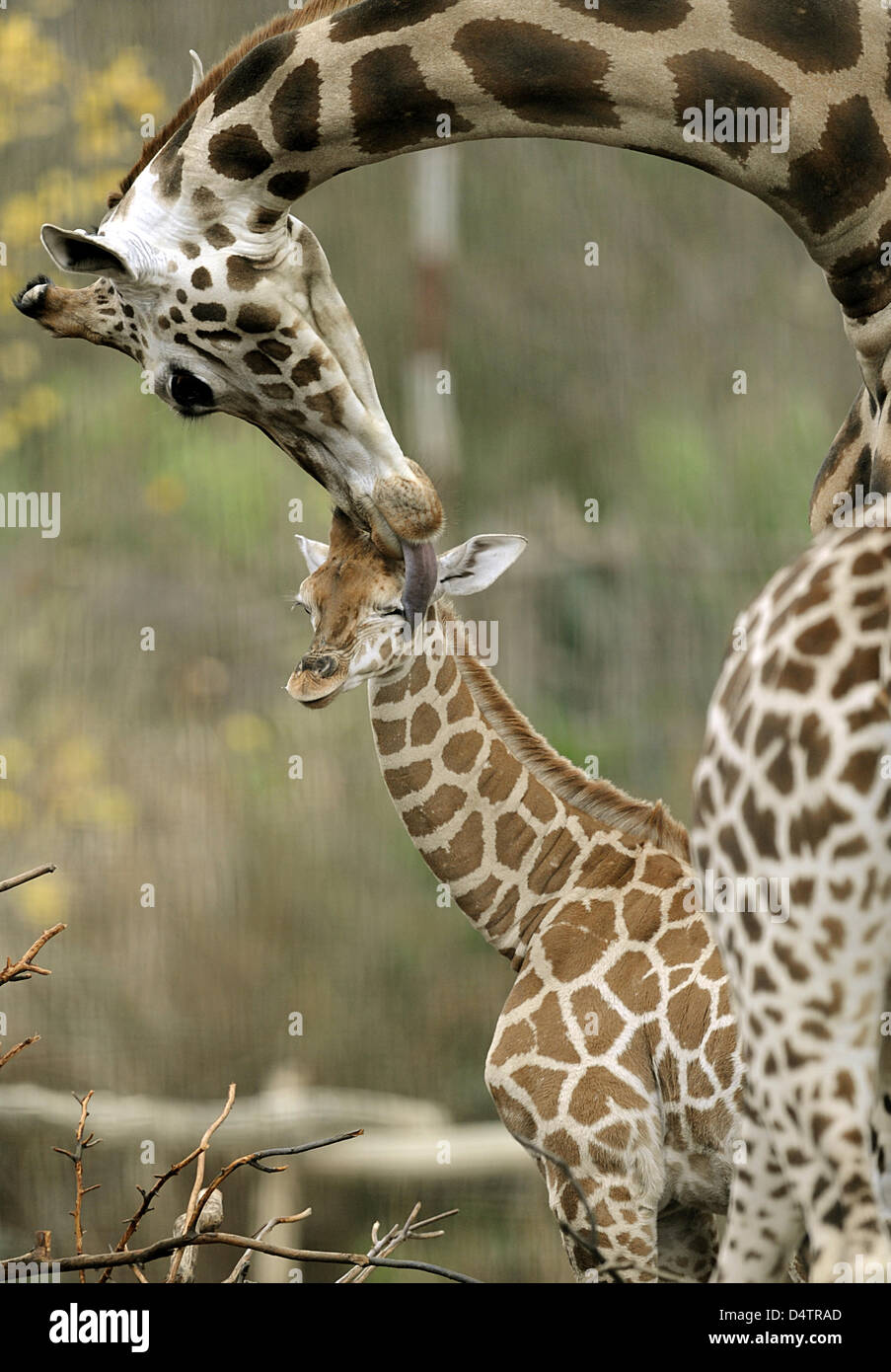 Giraffe cub ?Sara? explores the enclosure with its mother ?Juji? in the ...