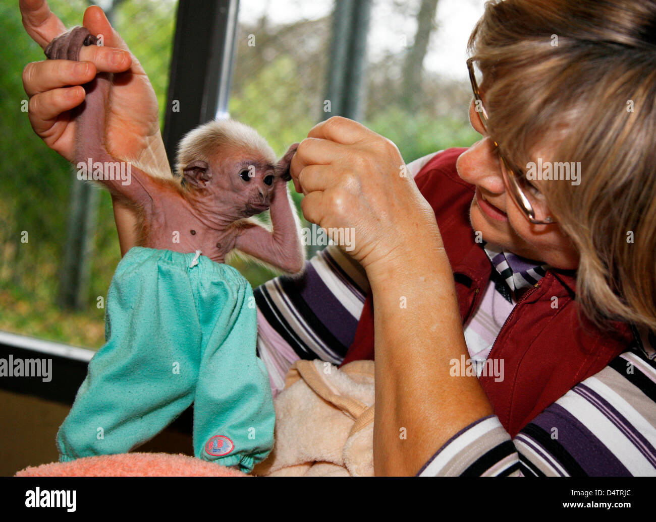 Gibbon monkey hand raising milk hi-res stock photography and images - Alamy