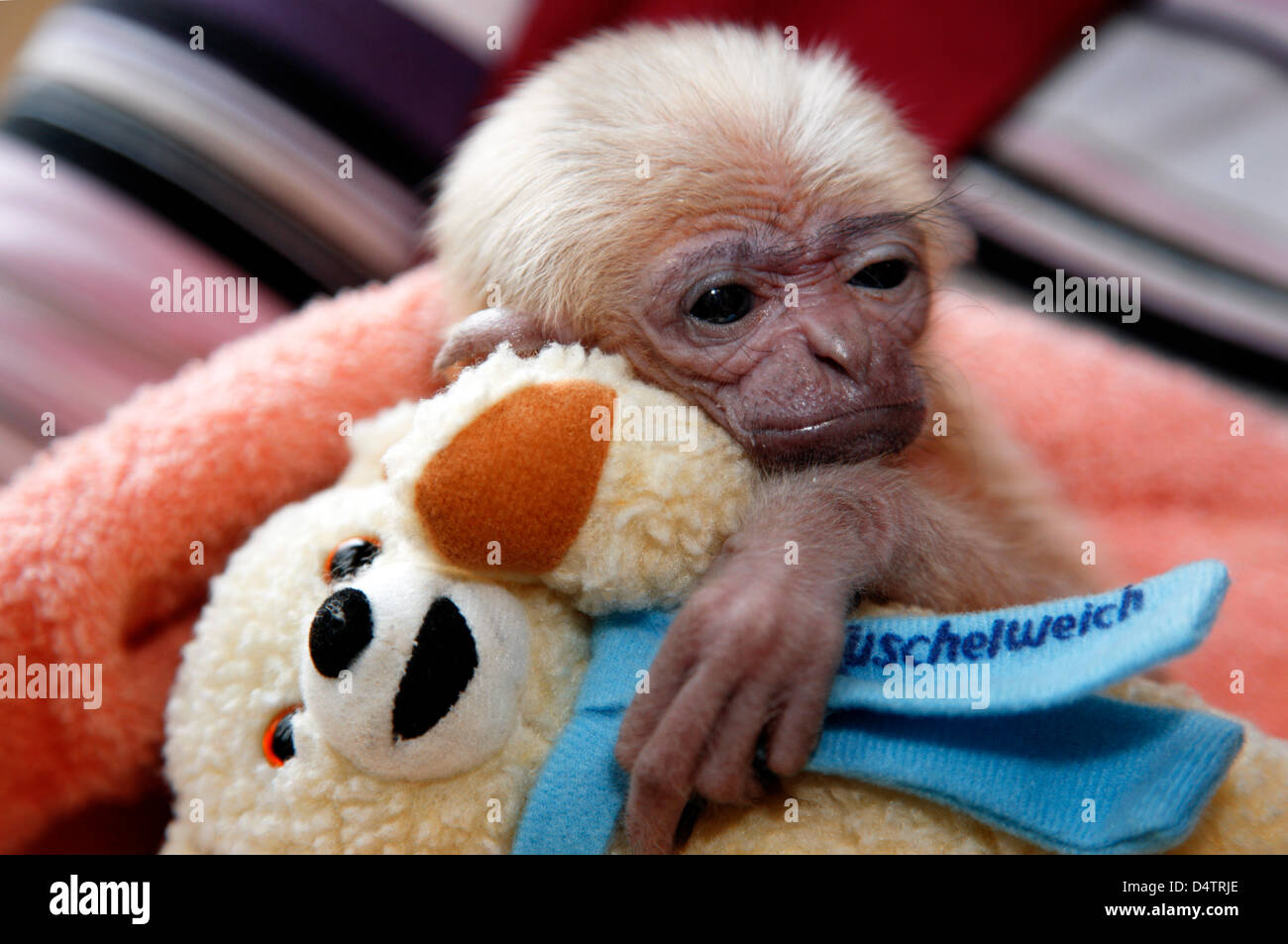 Surrogate mother monkey hi-res stock photography and images - Alamy