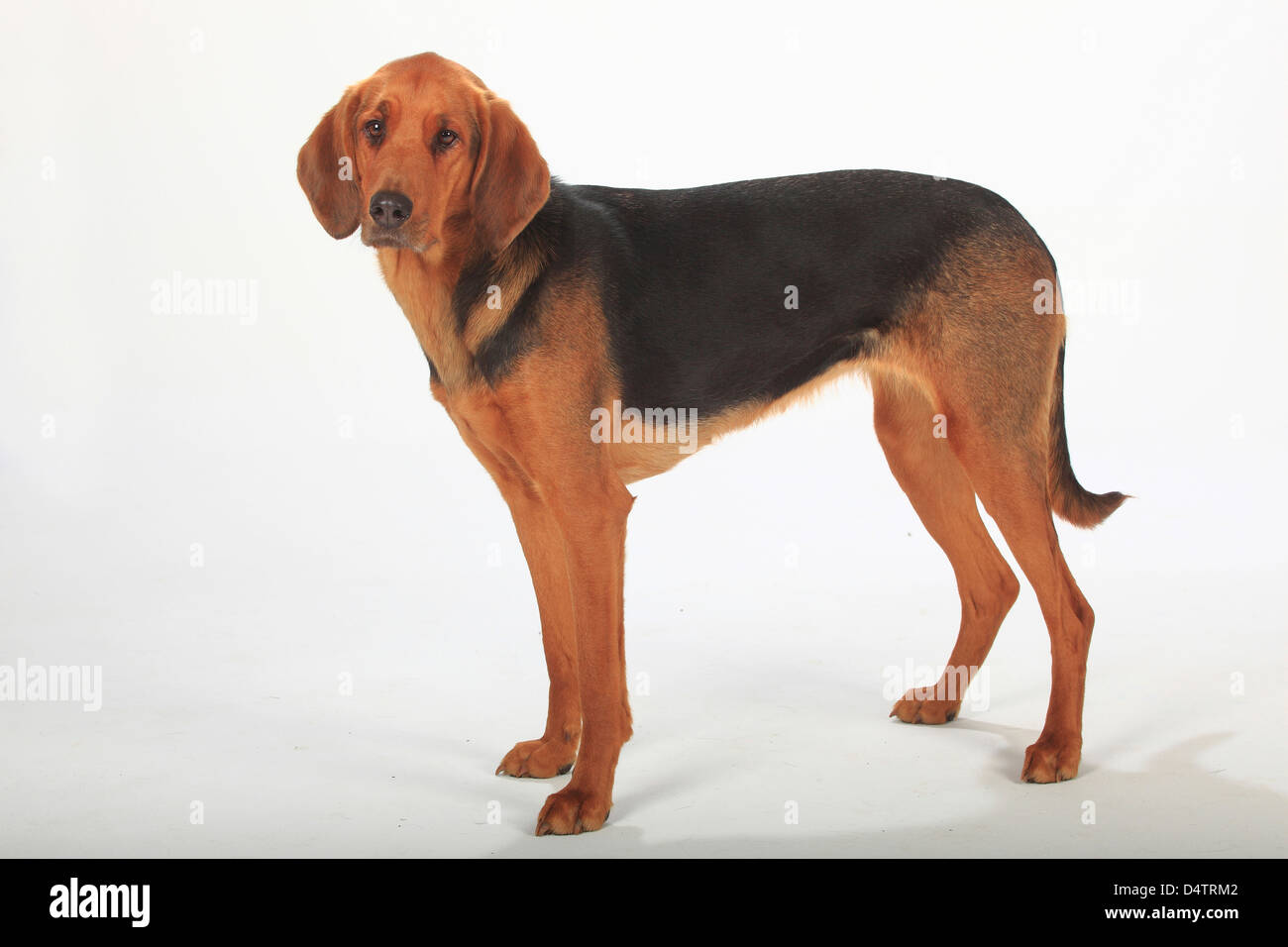 Ogar Polski, bitch / Polish Hound, side |Ogar Polski, Huendin ...