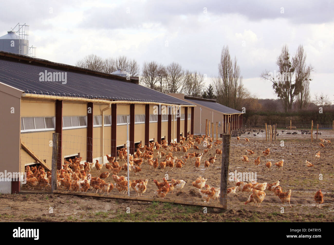 an organic farm chickens and hens raised outdoors Stock Photo - Alamy