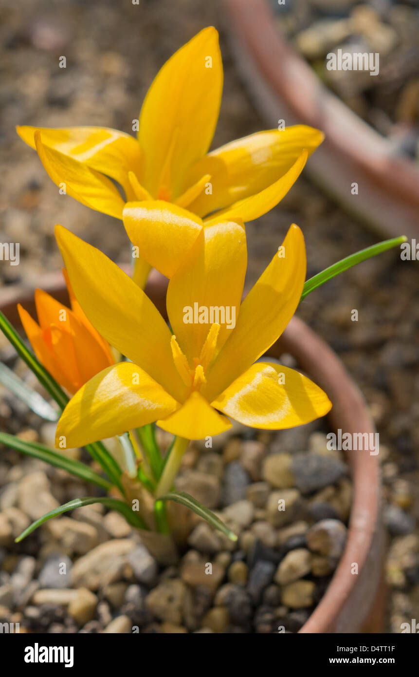 Crocus Corm High Resolution Stock Photography and Images - Alamy