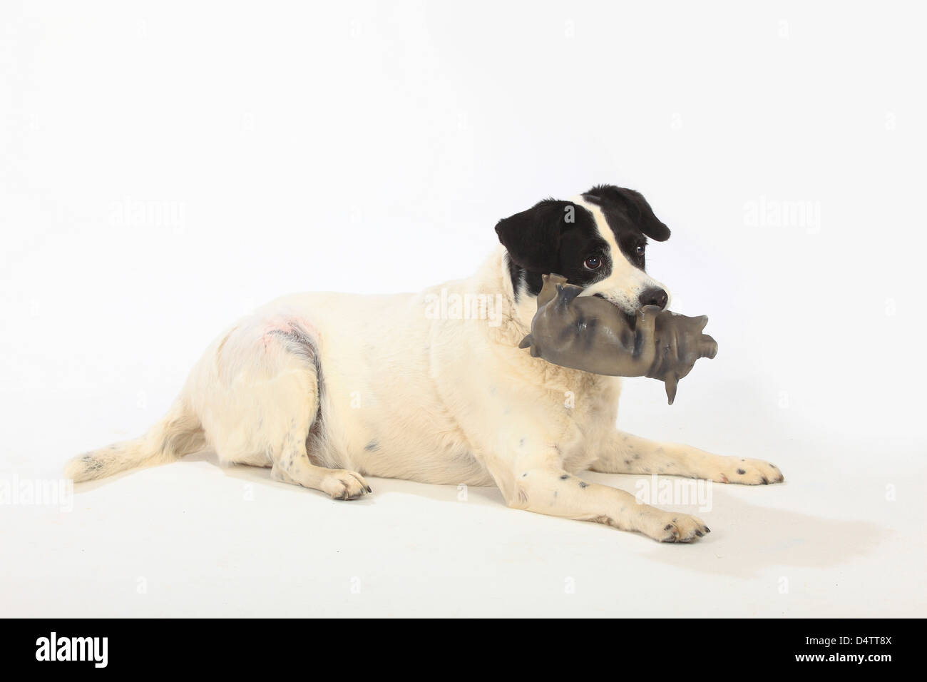 Mixed Breed Dog, bitch, 10 years old, partially sheared at hip / toy ...