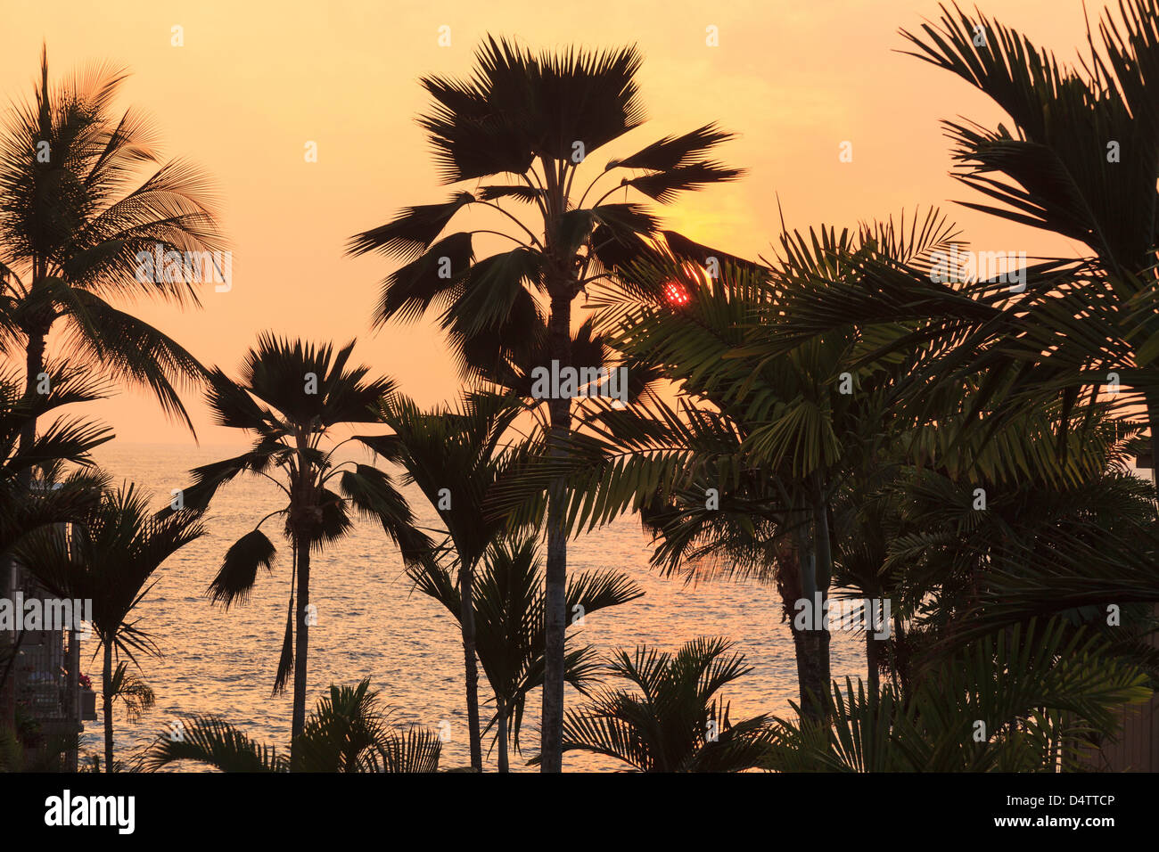 Silhouette of palm trees at sunset Stock Photo - Alamy