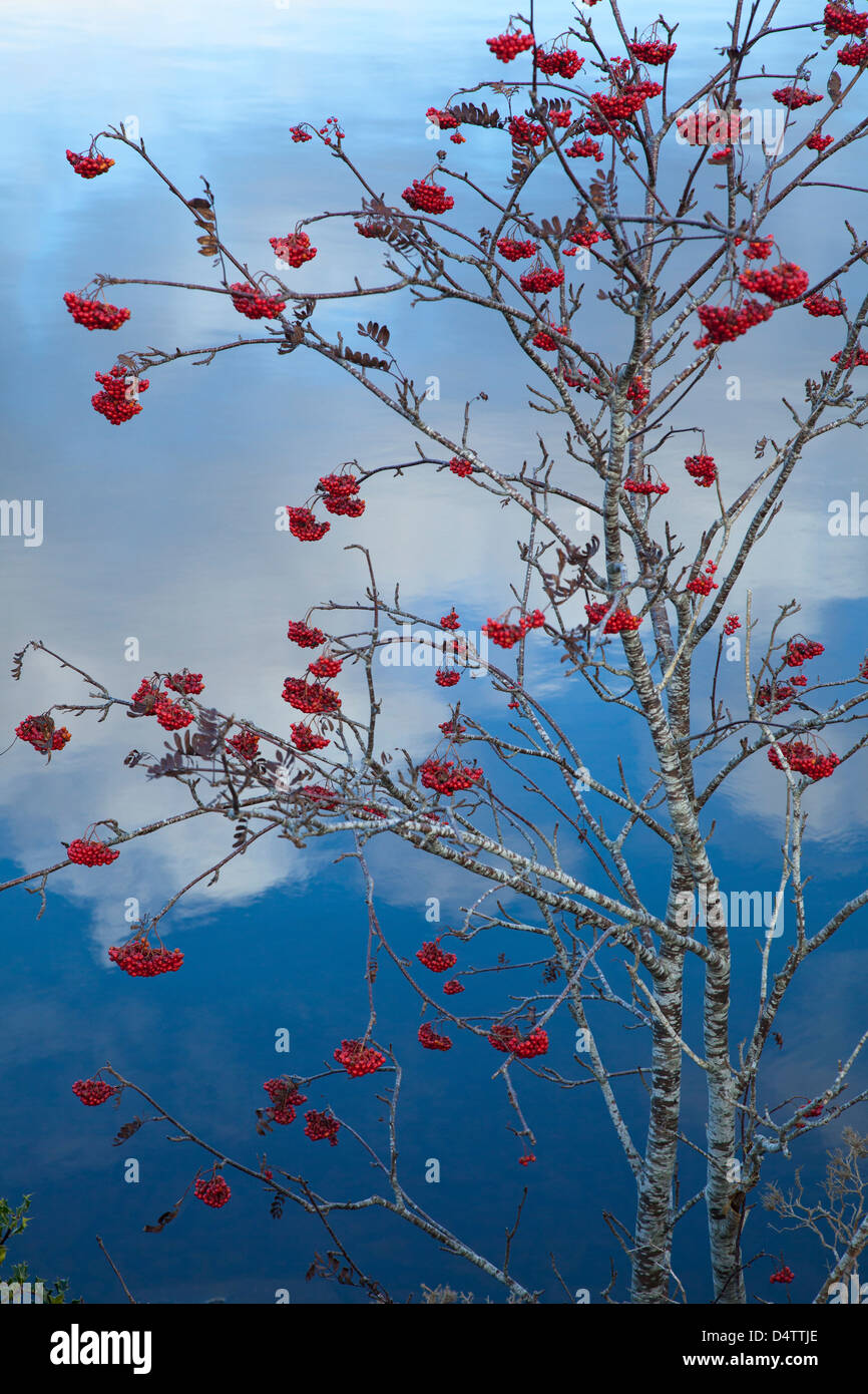 Rowan Tree Sorbus Aucuparia Stock Photos & Rowan Tree Sorbus Aucuparia ...