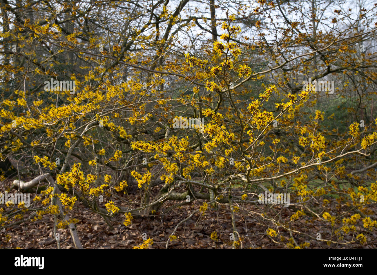 Hamamelis Japonica Stock Photo - Alamy