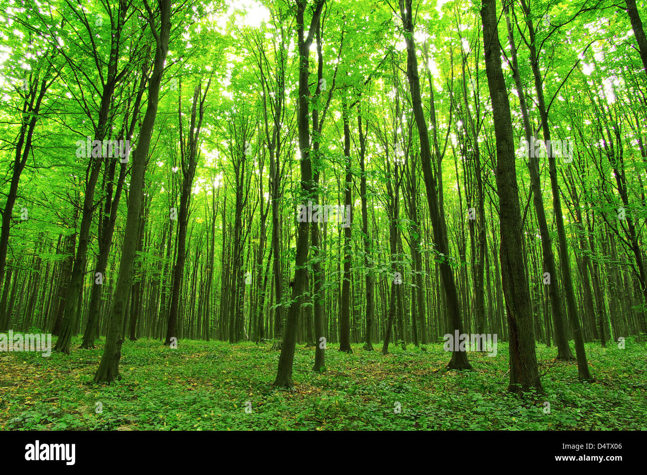 beautiful green forest in summer Stock Photo - Alamy